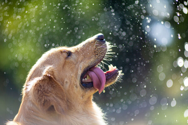 10 Mythical Dogs Steeped In Legend And History - Doggodigest
