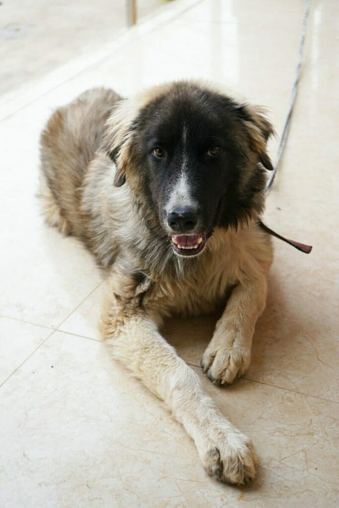 All You Need to Know about the Magnificient Russian Bear Dog - Doggodigest