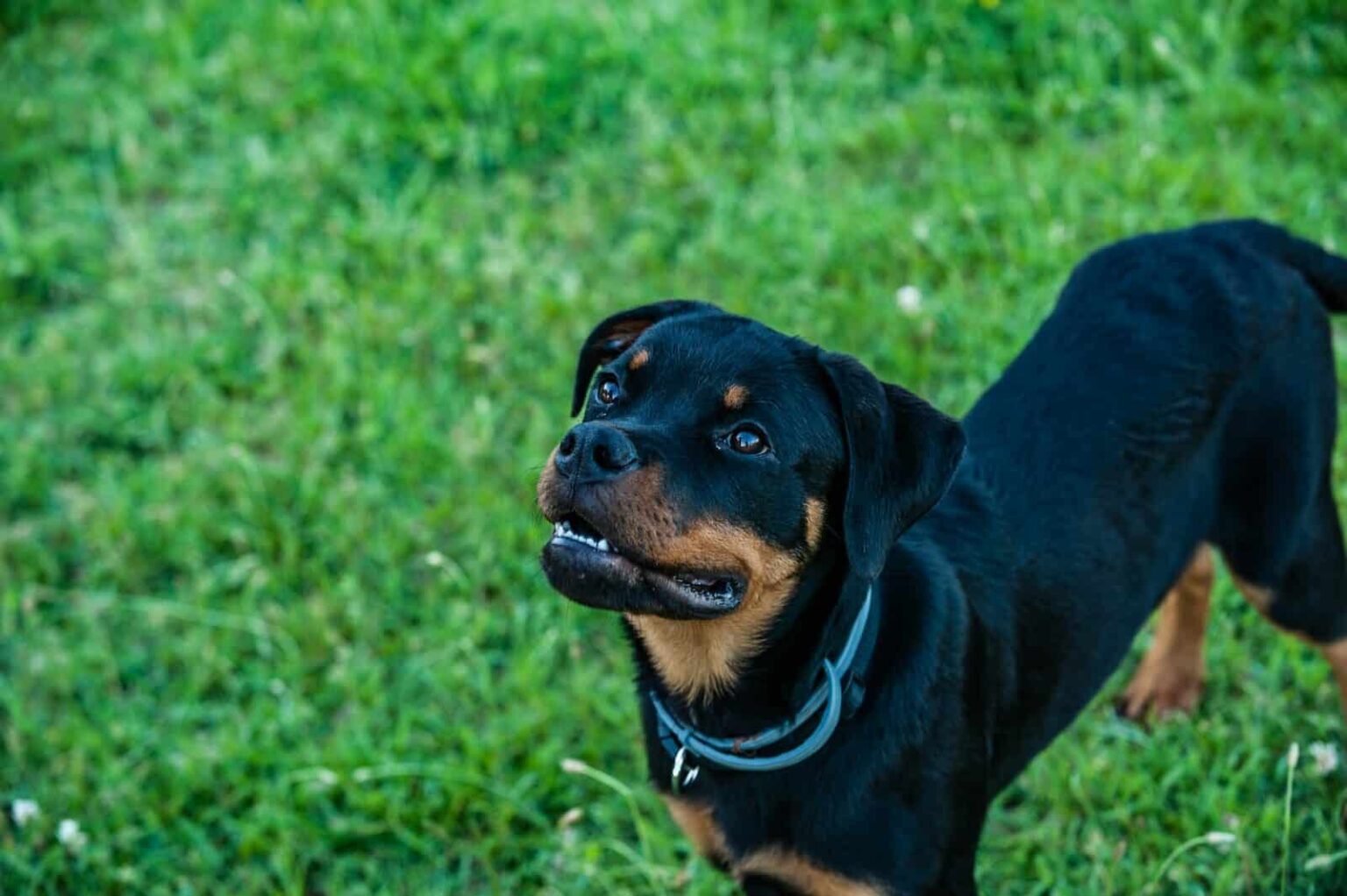 10 Dog Breeds with The Strongest Bite Force - Doggodigest