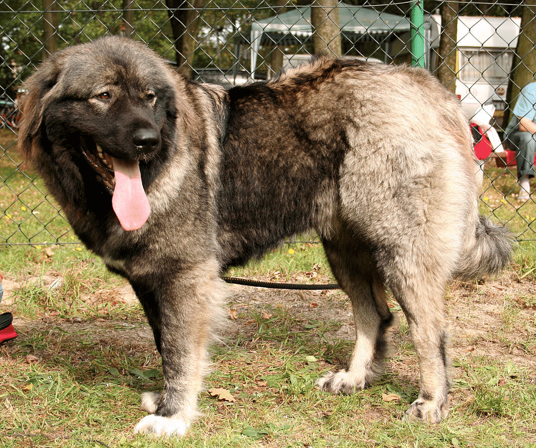 All You Need to Know about the Magnificient Russian Bear Dog - Doggodigest