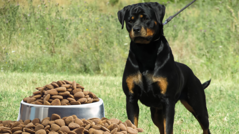 Everything You Need to Know About the German Rottweiler - Doggodigest