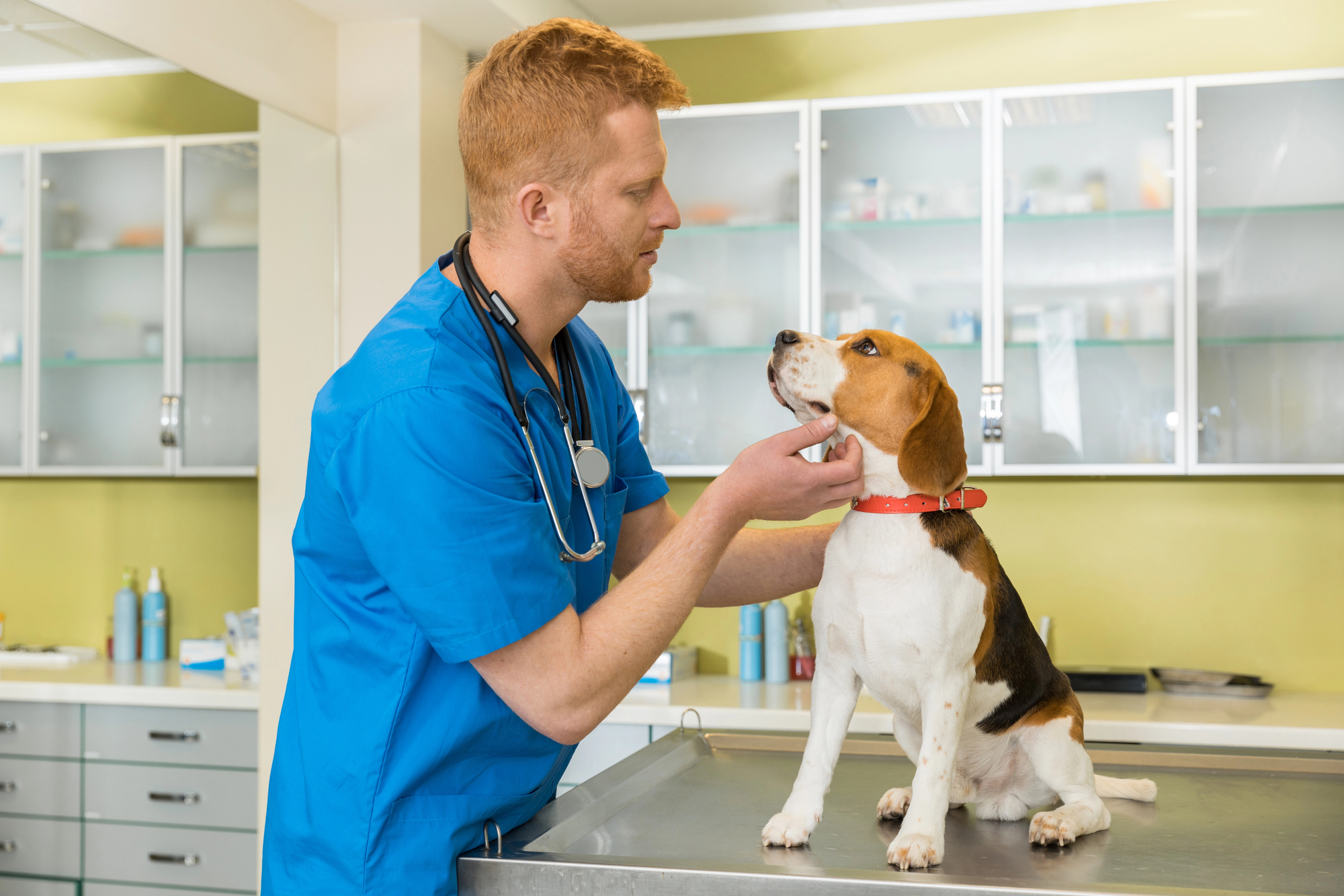 4 Reasons Your Dog is Scooting and How to Stop it - Doggodigest