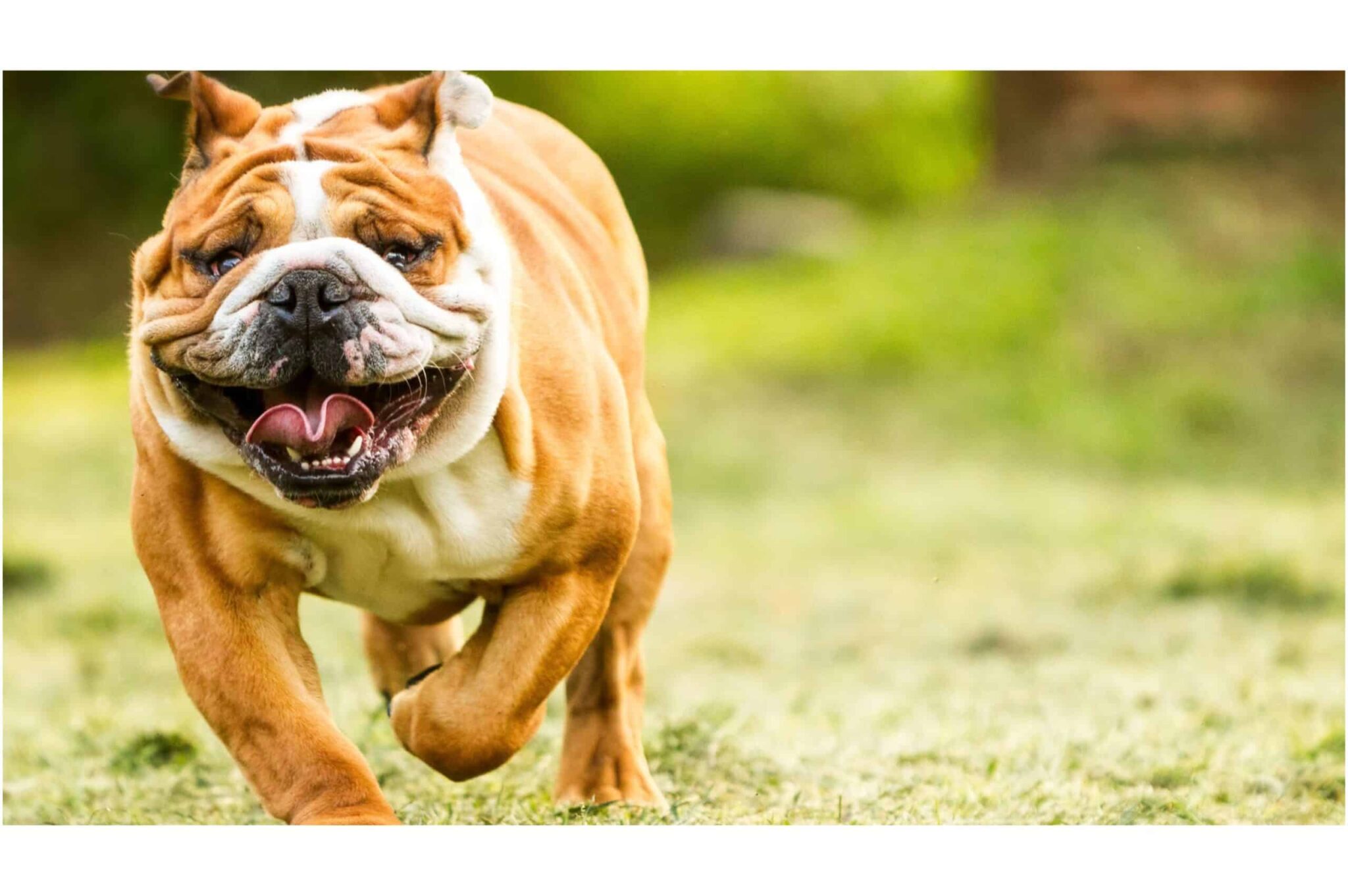 Why High-Maintenance Dog Breeds Fit Luxury Lifestyles - Doggodigest