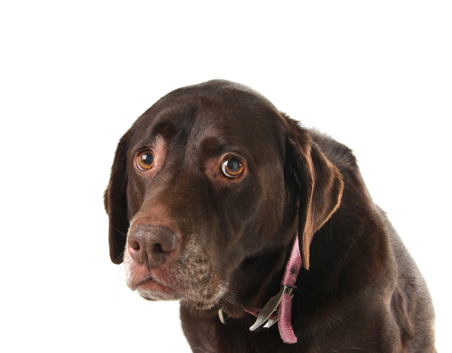 8 Signs of Fear that Every Dog Owner Needs to Know to Help an Anxious ...