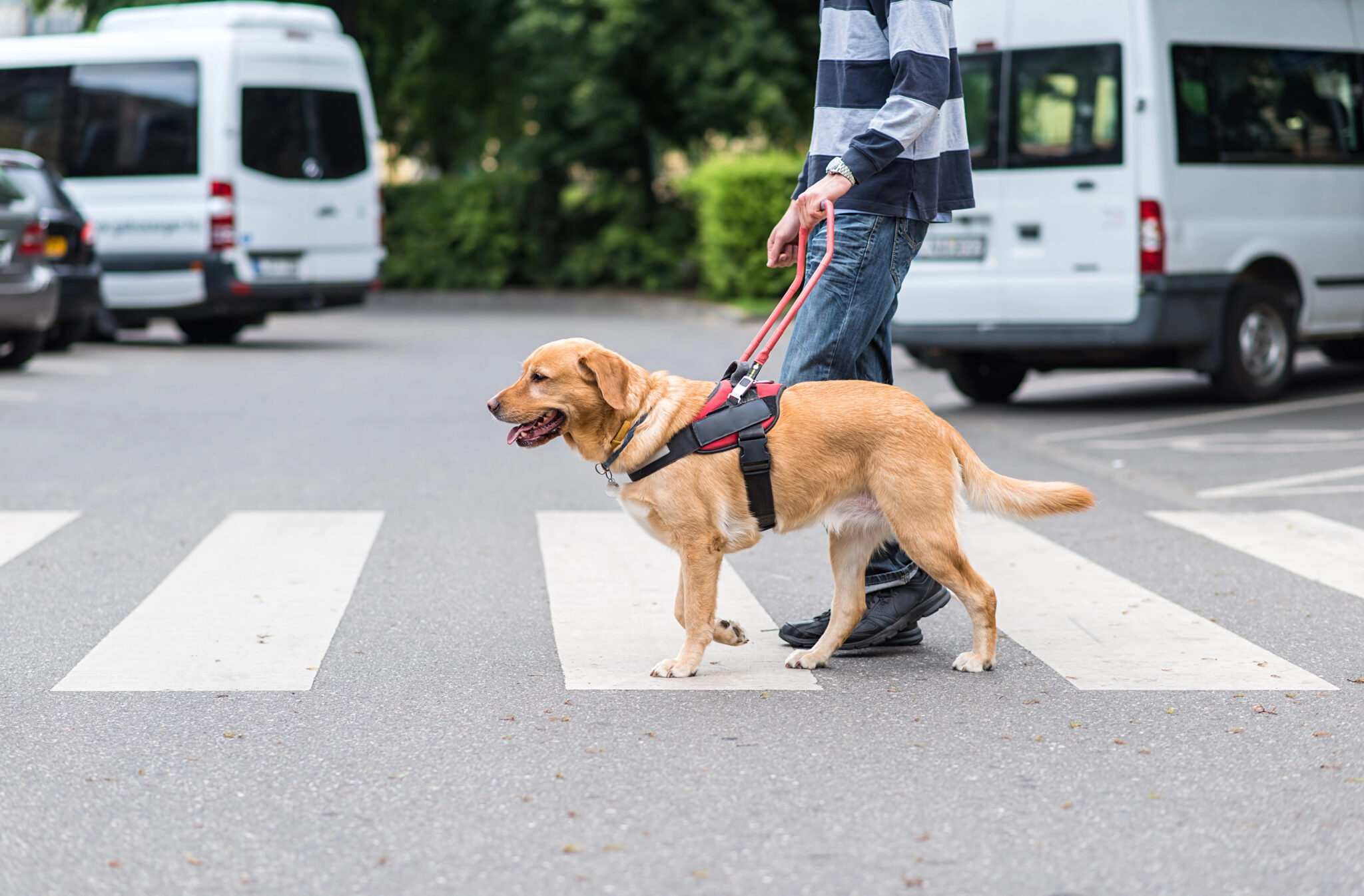 Best Breeds That are Good Guide Dogs for Blind People - Doggodigest
