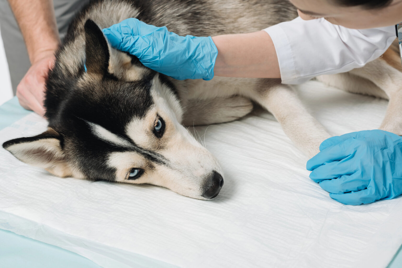 8 Effective Ways to Manage a Dog’s Possessive Behavior - Doggodigest