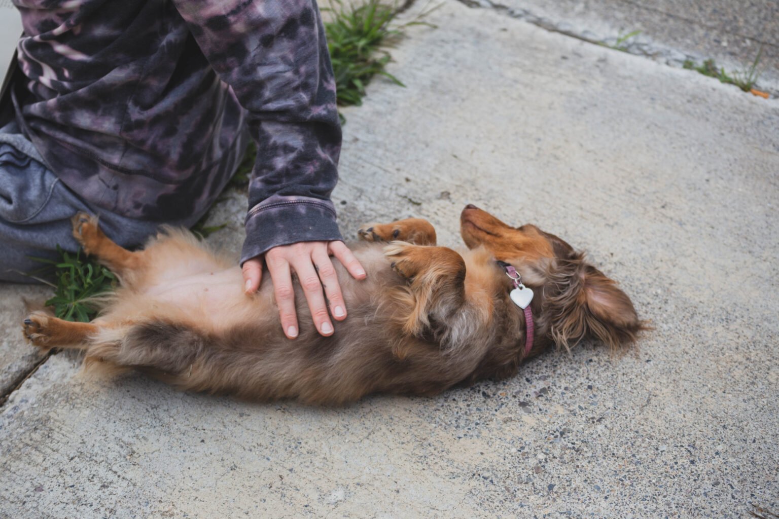 Why Does Your Dog Love Belly Rubs - Doggodigest