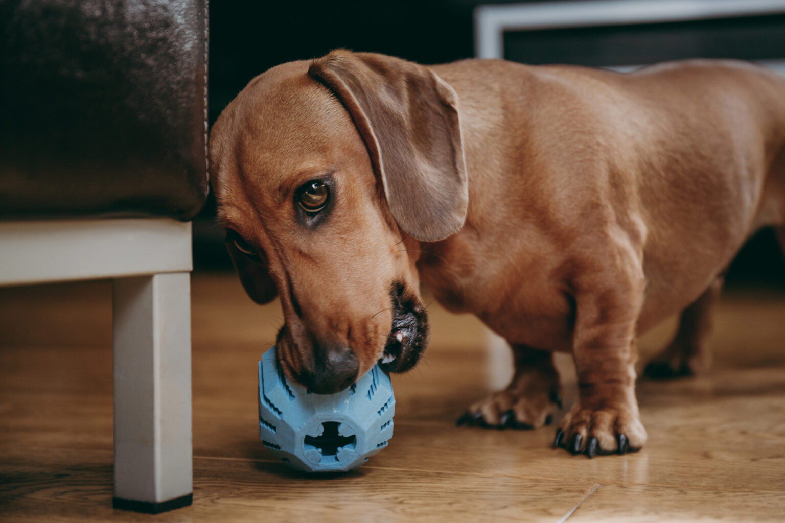 12 Things You Should Know About the Mighty Little Sausage Dog: The ...