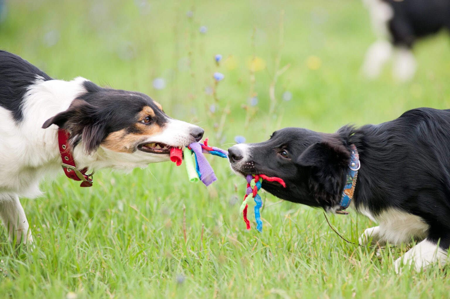 8 Effective Ways to Manage a Dog’s Possessive Behavior - Doggodigest