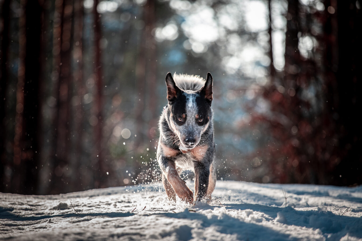 10 Things to Know About the Blue Heeler, The Australian Cattle Dog ...
