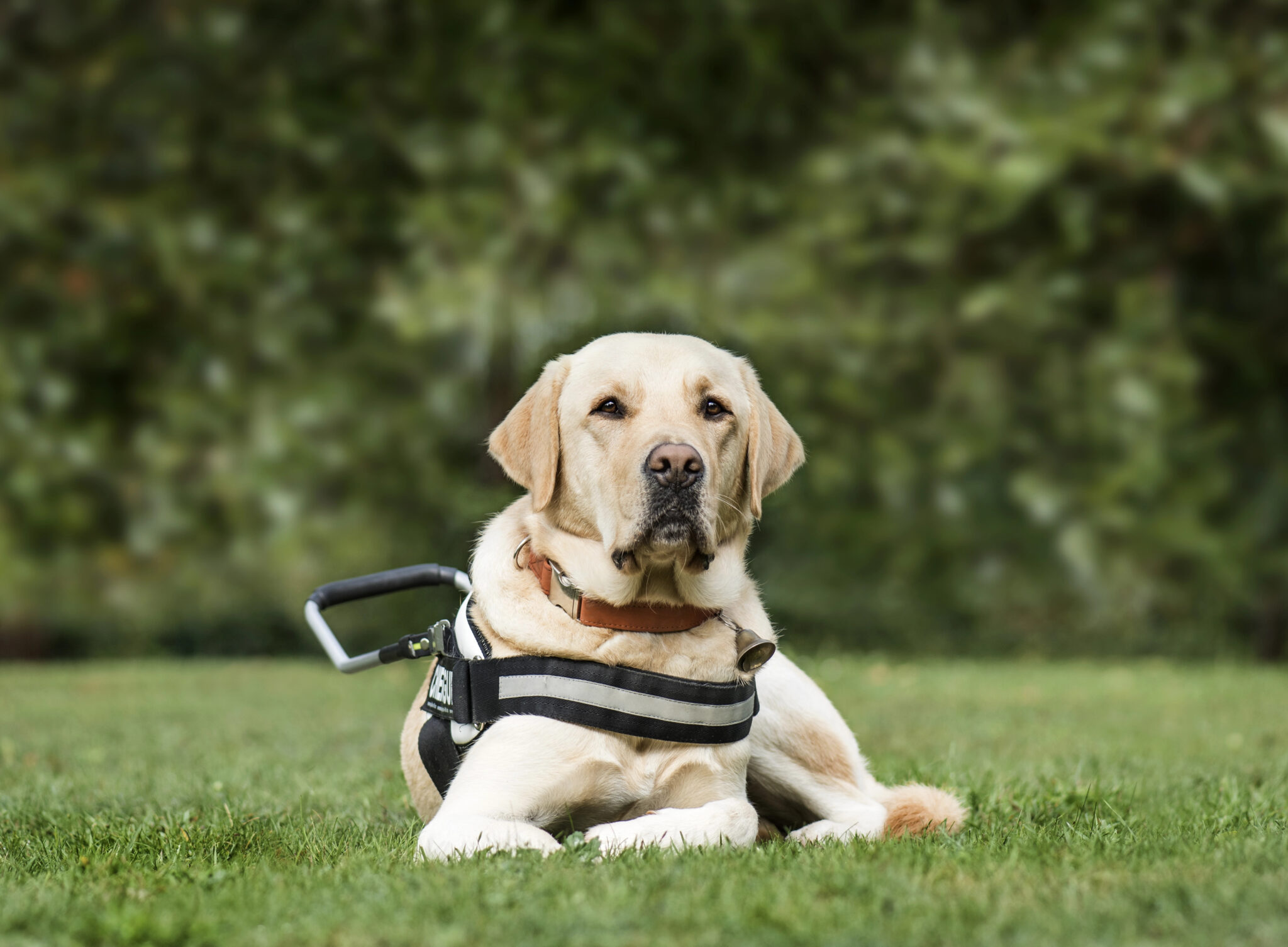 Best Breeds That are Good Guide Dogs for Blind People - Doggodigest
