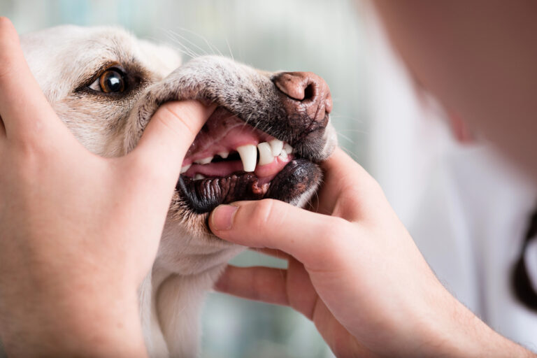 8 Gentle Natural Remedies to Soothe a Teething Puppy - Doggodigest