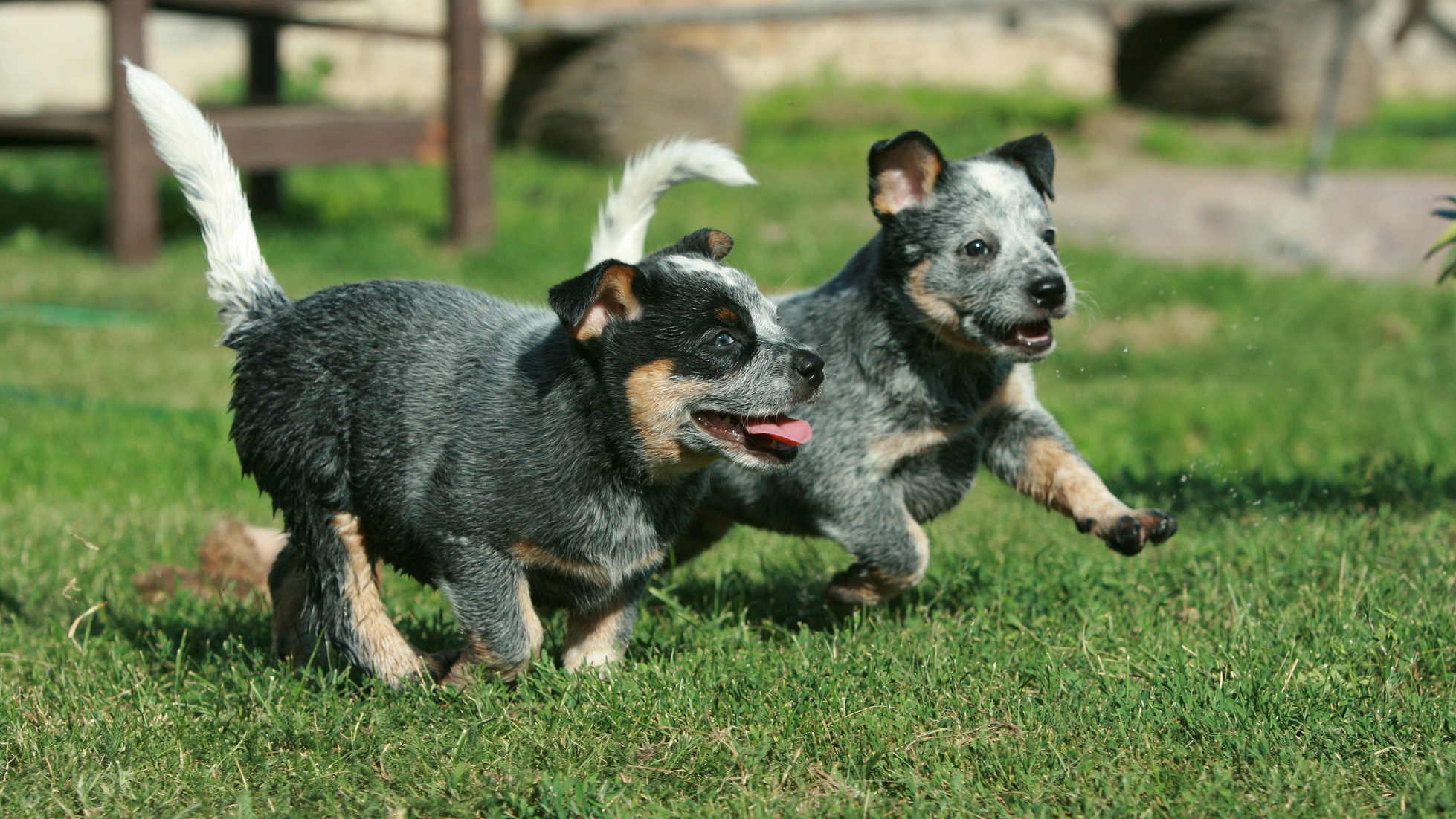 10 Things to Know About the Blue Heeler, The Australian Cattle Dog ...