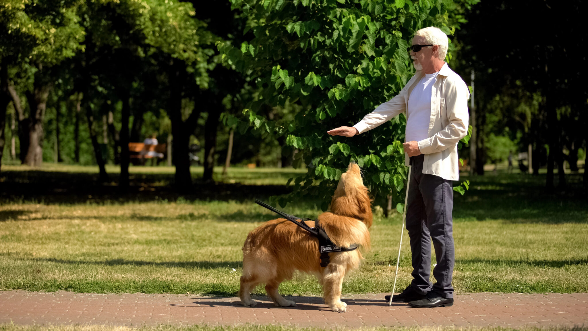 Best Breeds That are Good Guide Dogs for Blind People - Doggodigest