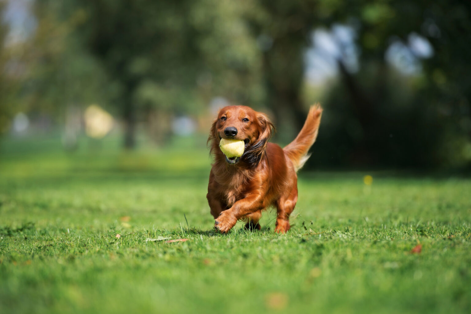 12 Things You Should Know About the Mighty Little Sausage Dog: The ...