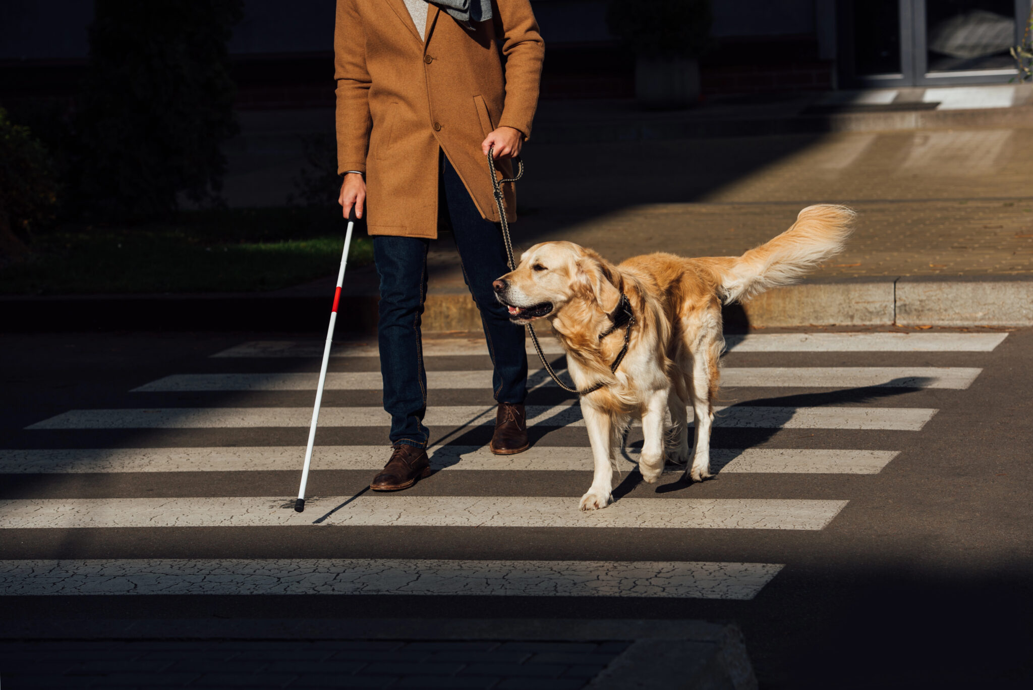 Best Breeds That are Good Guide Dogs for Blind People - Doggodigest