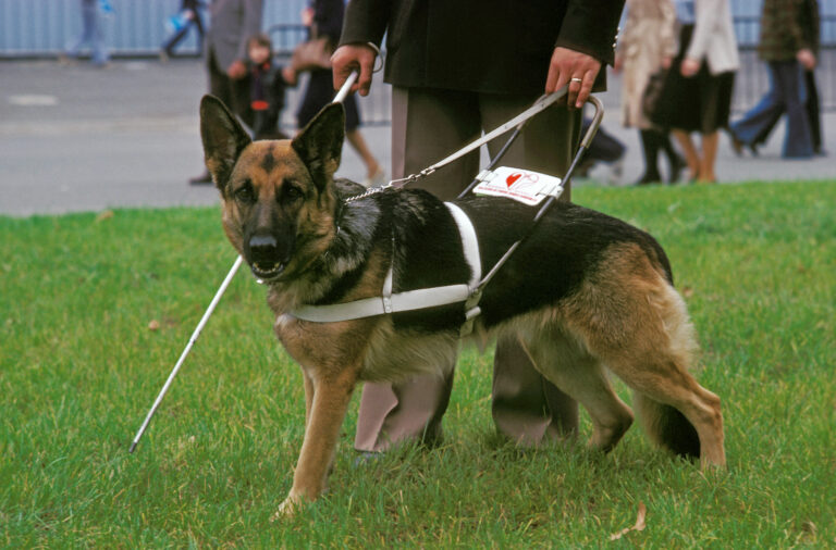 Best Breeds That are Good Guide Dogs for Blind People - Doggodigest