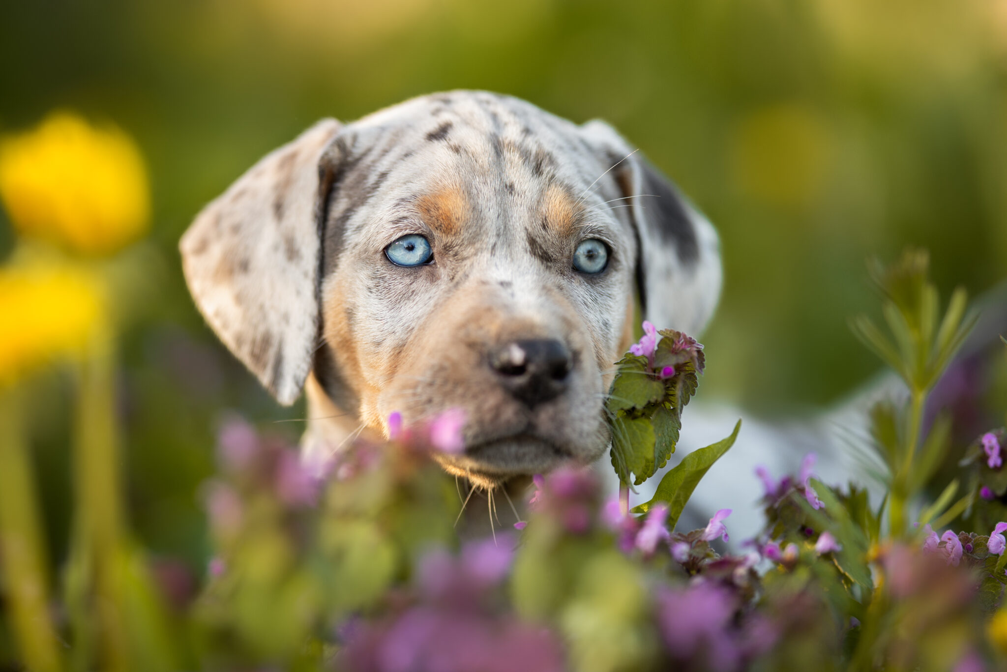 10 Fascinating Facts About the Rare Catahoula Leopard Dog - Doggodigest