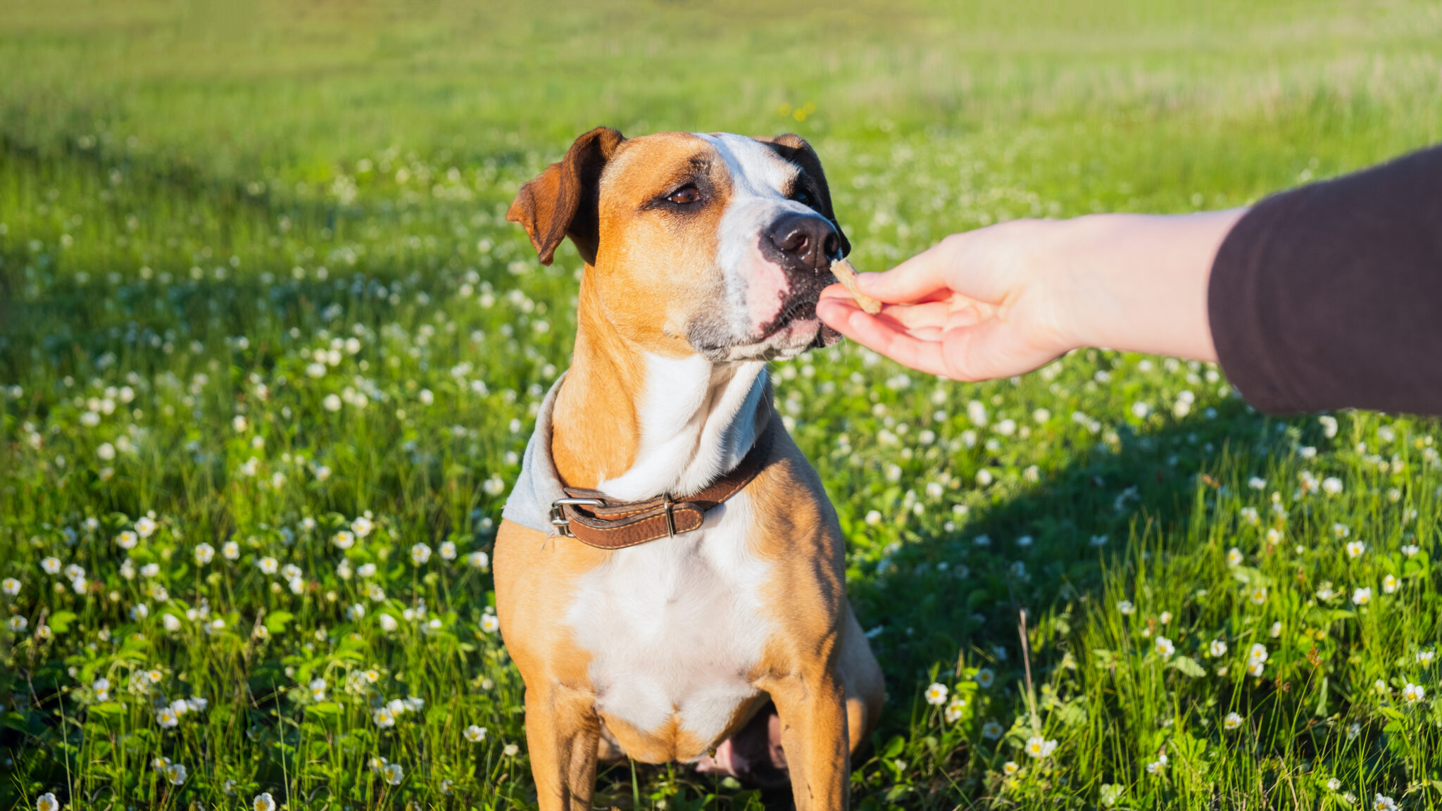 8 Effective Ways to Manage a Dog’s Possessive Behavior - Doggodigest