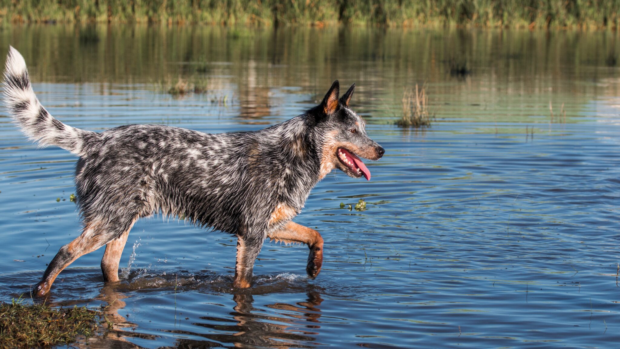 10 Things to Know About the Blue Heeler, The Australian Cattle Dog ...