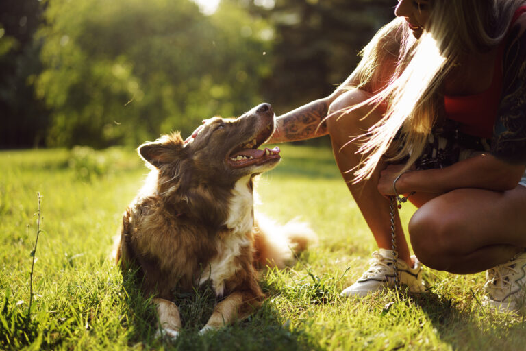 8 Effective Ways to Manage a Dog’s Possessive Behavior - Doggodigest