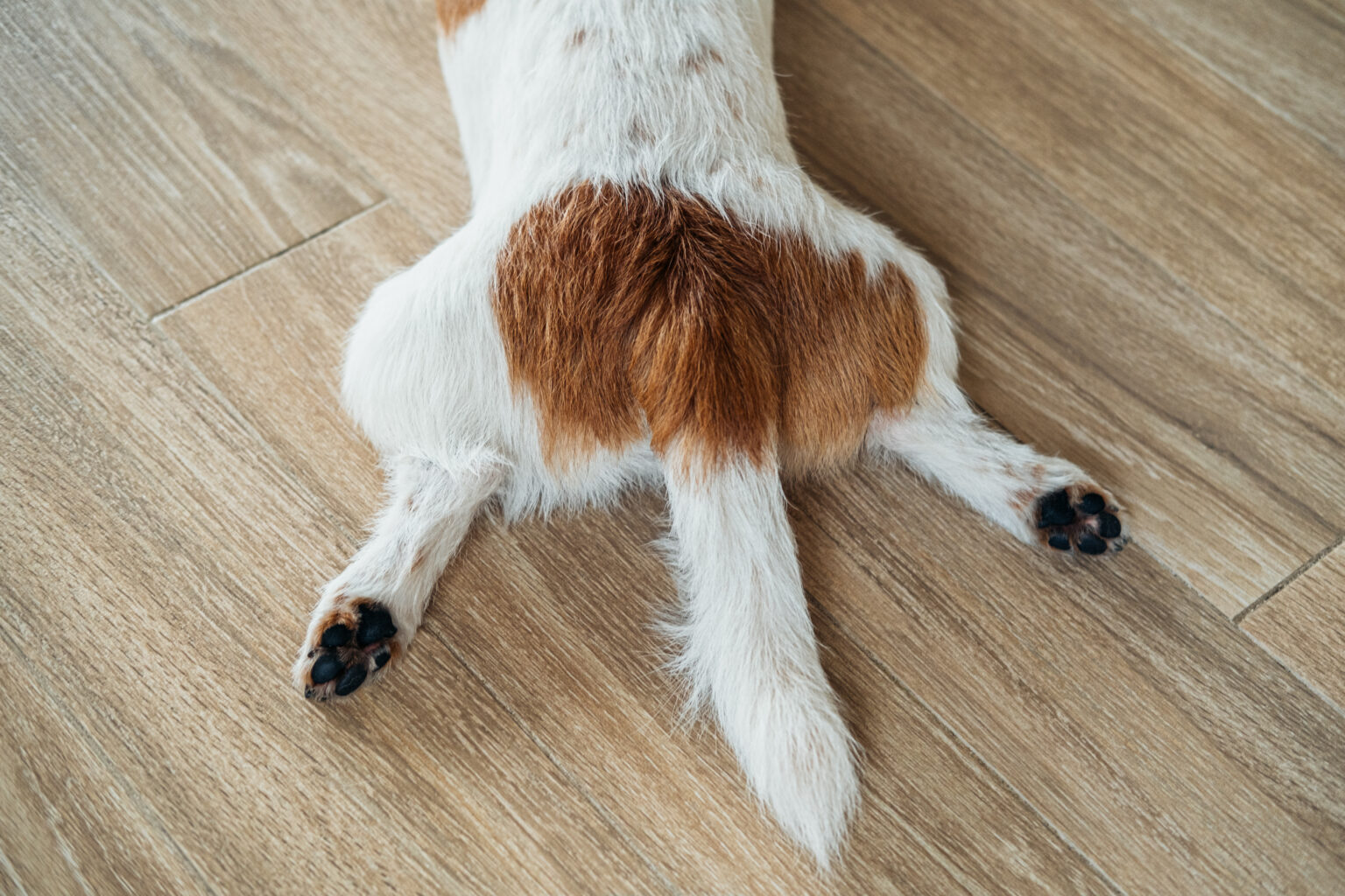 4 Reasons Your Dog is Scooting and How to Stop it - Doggodigest