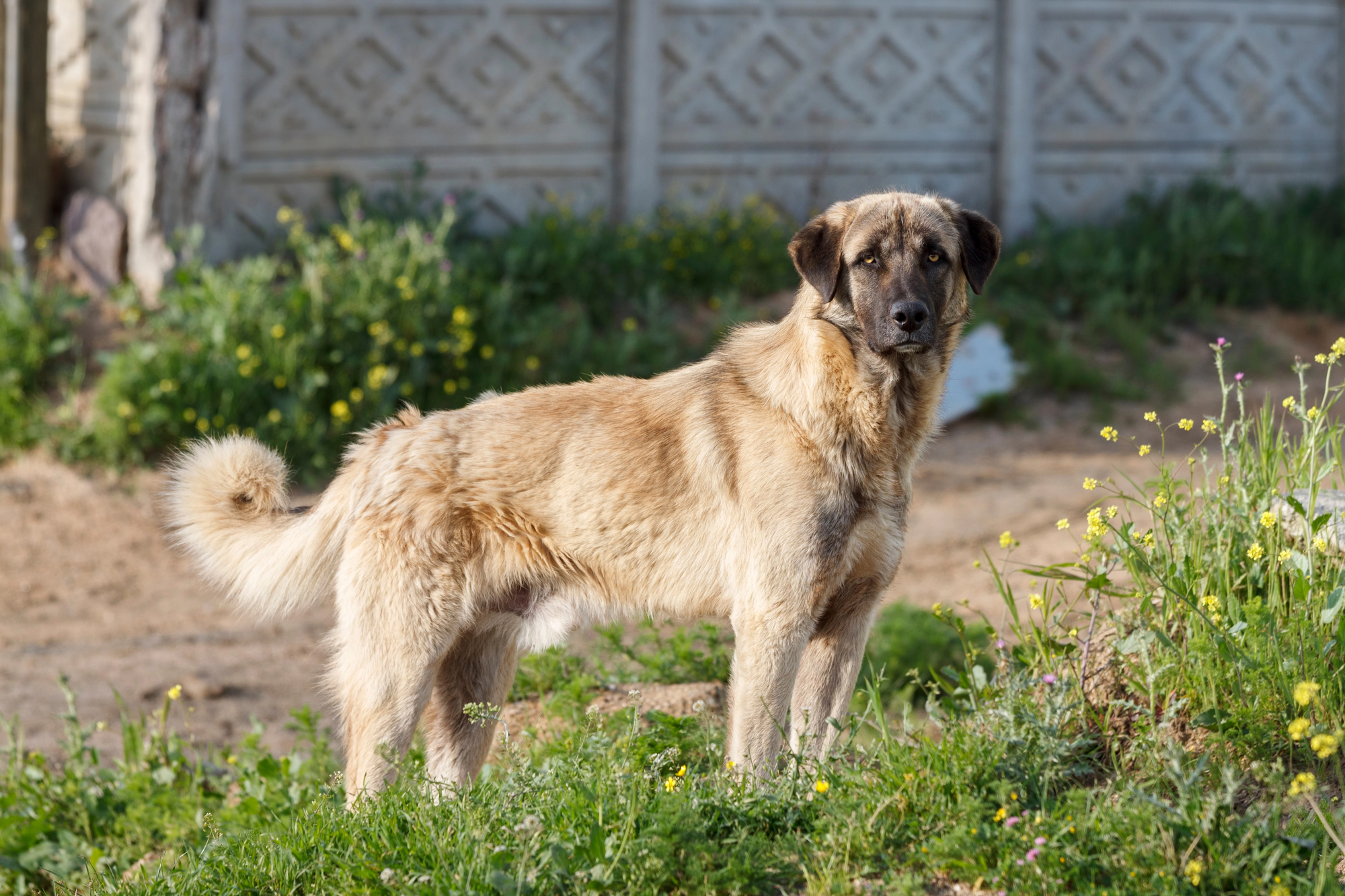 15 Powerful Dog Breeds That Can Easily Take Down Coyotes - Doggodigest
