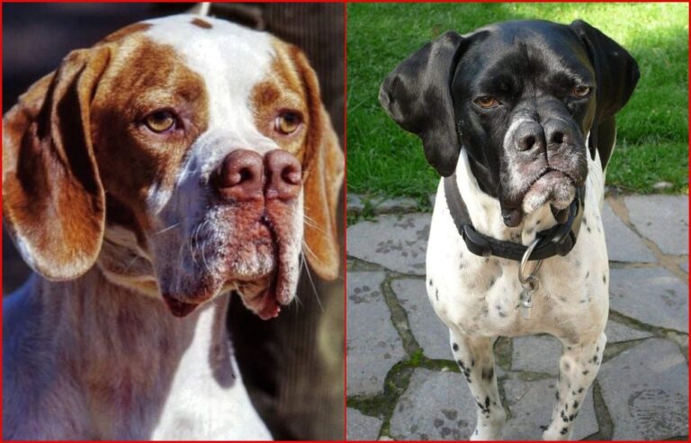 Top 20 Rarest Dog Breeds You've Probably Never Heard Of - Doggodigest