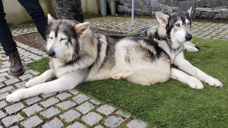 Meet the Dogs Who Played the Dire Wolves in Game of Thrones - Doggodigest