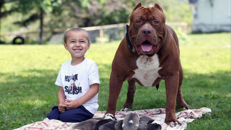 10 Facts about HULK, The World's Largest and Most Famous Pit Bull in ...