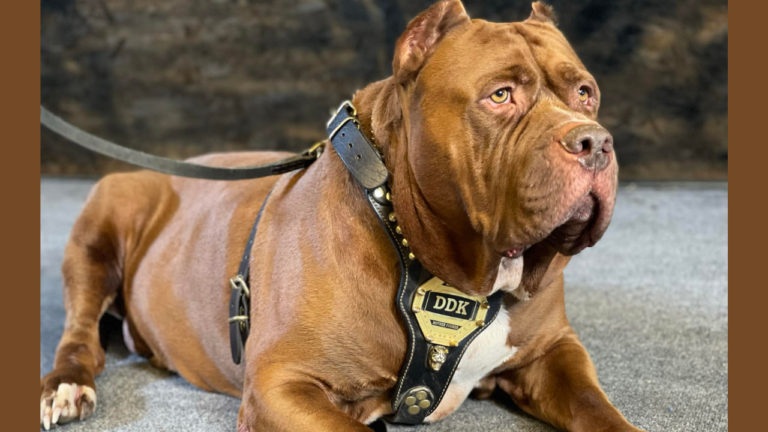 10 Facts about HULK, The World's Largest and Most Famous Pit Bull in ...