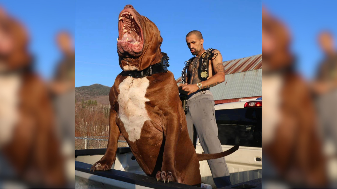 10 Facts about HULK, The World's Largest and Most Famous Pit Bull in ...
