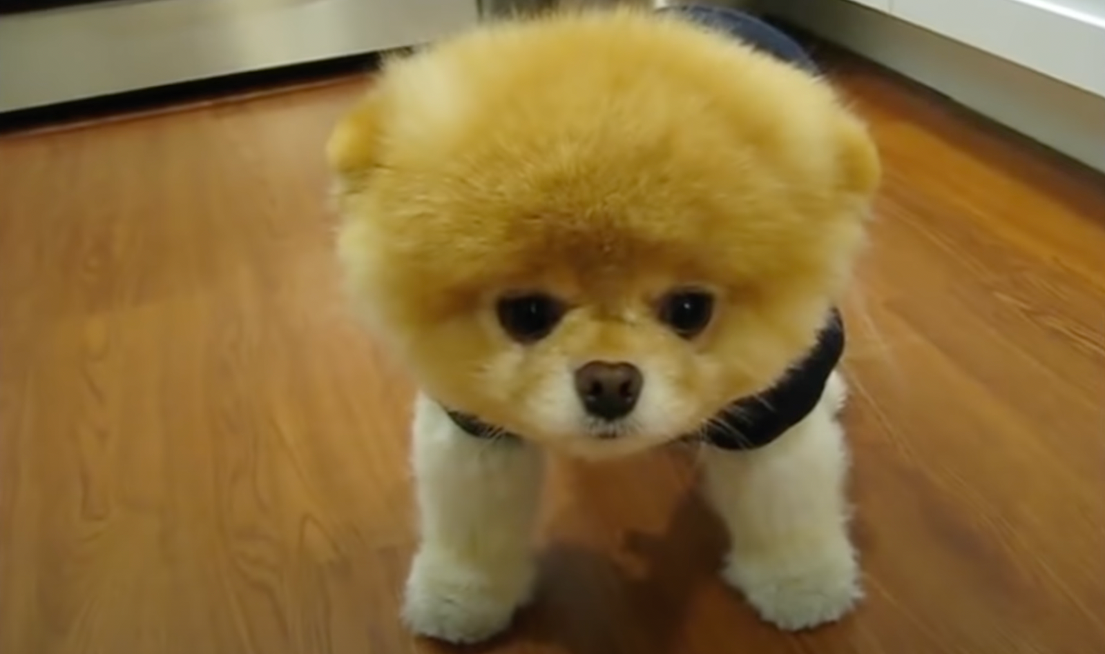 7 Dogs Who Became Internet Celebrities – Where Are They Now? - Doggodigest