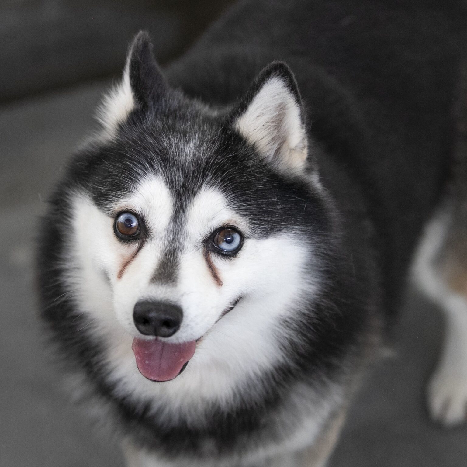 Everything You Need to Know About the Alaskan Klee Kai Dog - Doggodigest