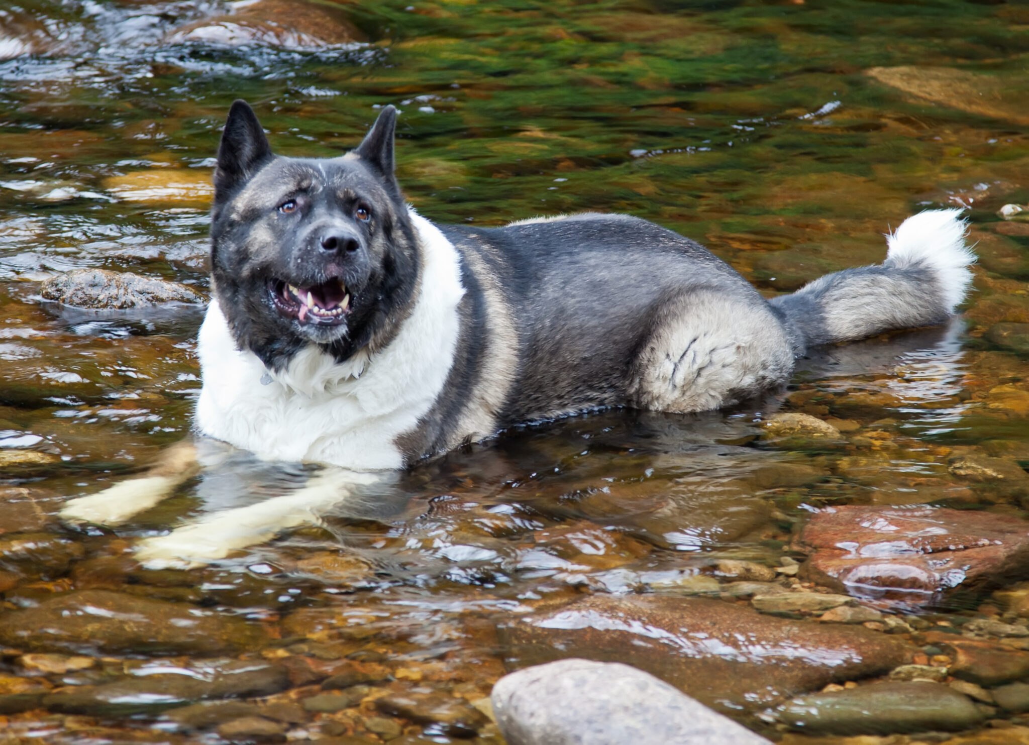 Why the American Akita is one of the Most Dangerous Dog Breeds ...