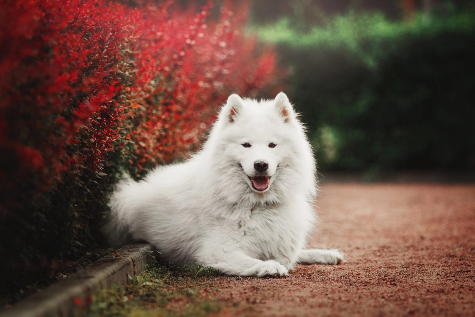 All You Need to Know about the Samoyed - Doggodigest