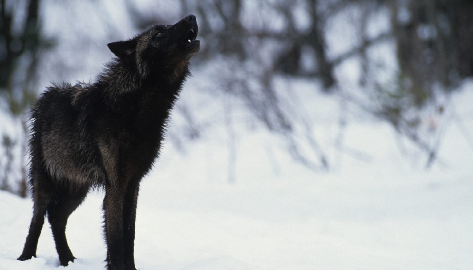 10 Facts About the Mysterious American Black Wolf - Doggodigest