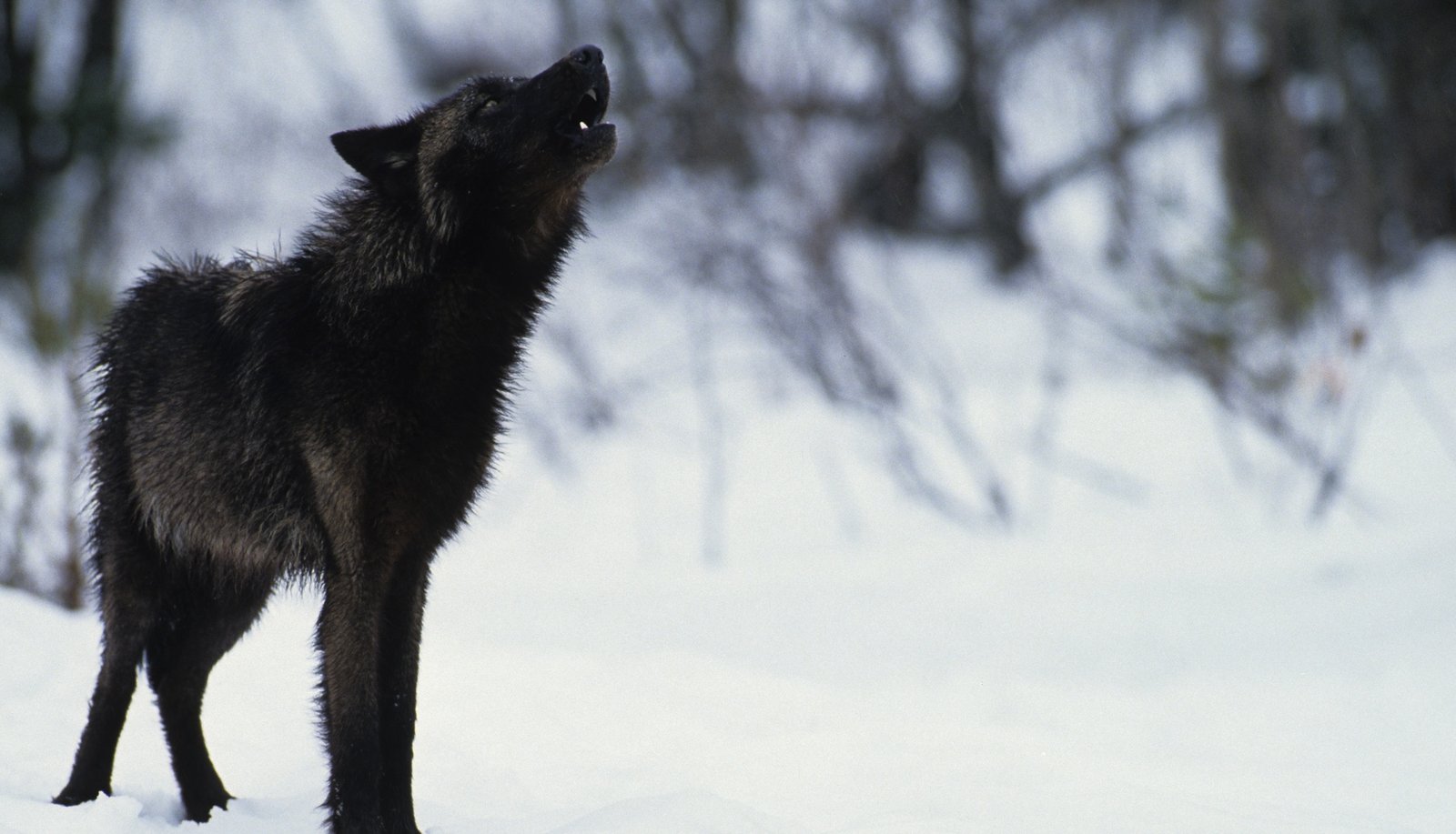 10 Facts About the Mysterious American Black Wolf - Doggodigest