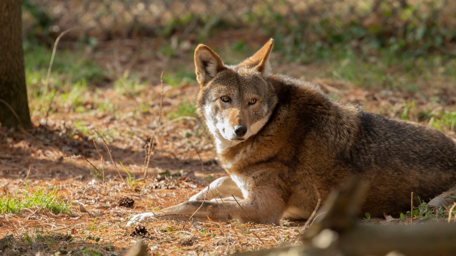 10 Facts About the Carolina Red Wolf, the Rarest Wolf in the World ...