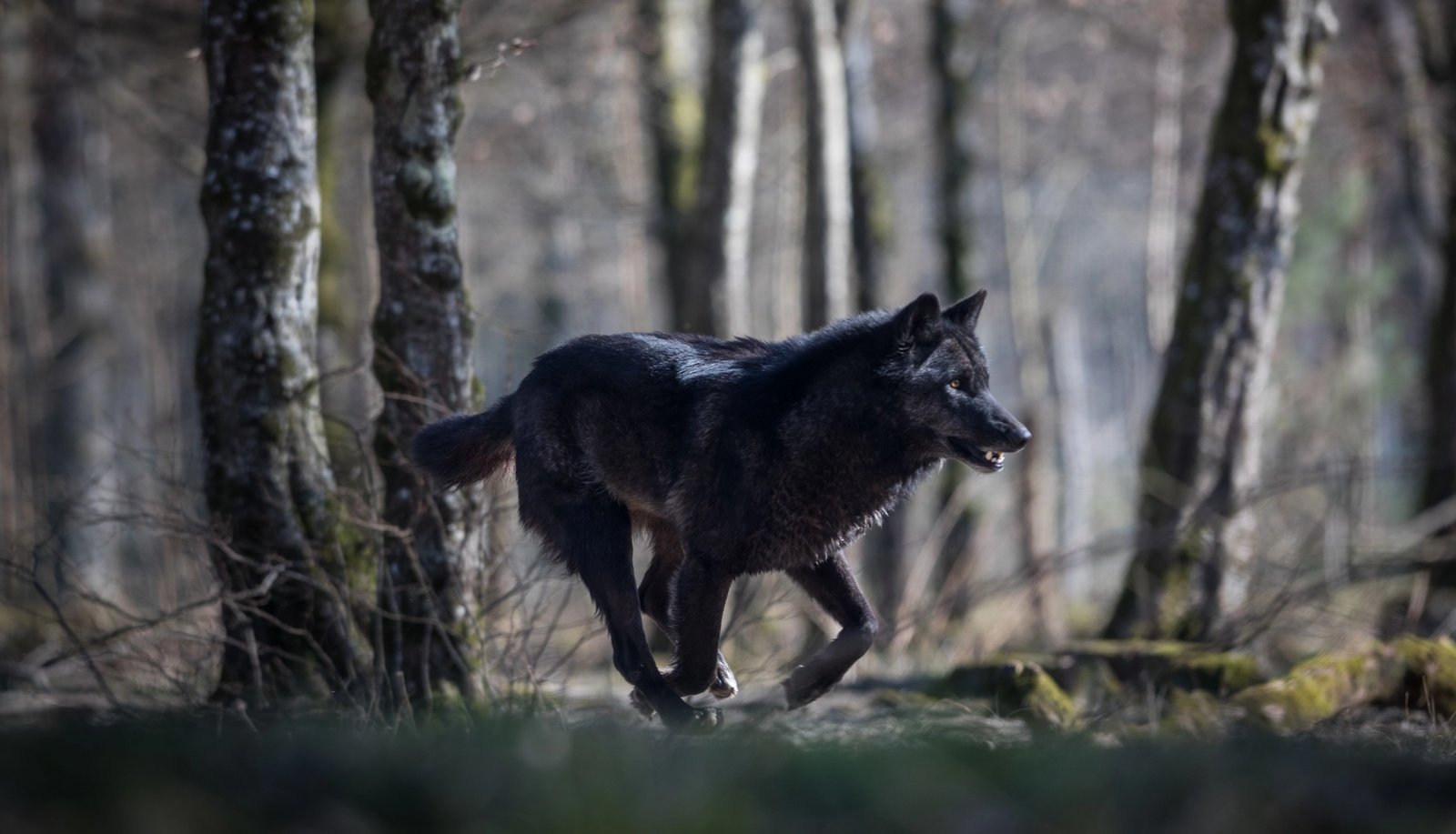 10 Facts About the Mysterious American Black Wolf - Doggodigest