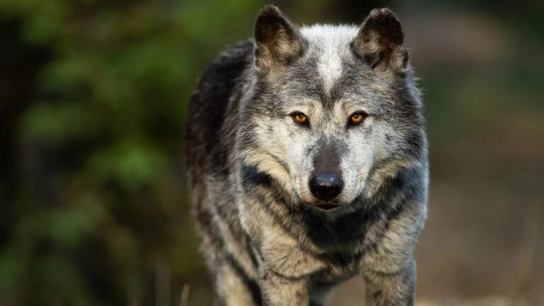 10 Facts About the Mysterious American Black Wolf - Doggodigest