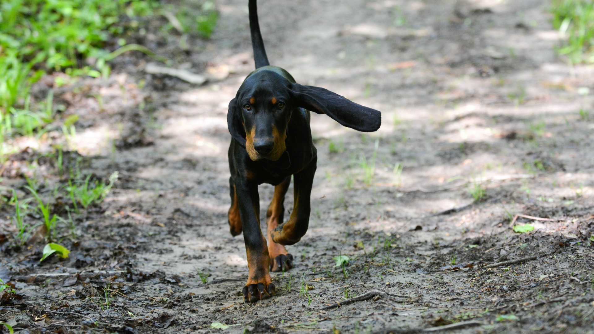 The Fascinating Role of Coonhounds in America’s Hunting Heritage ...