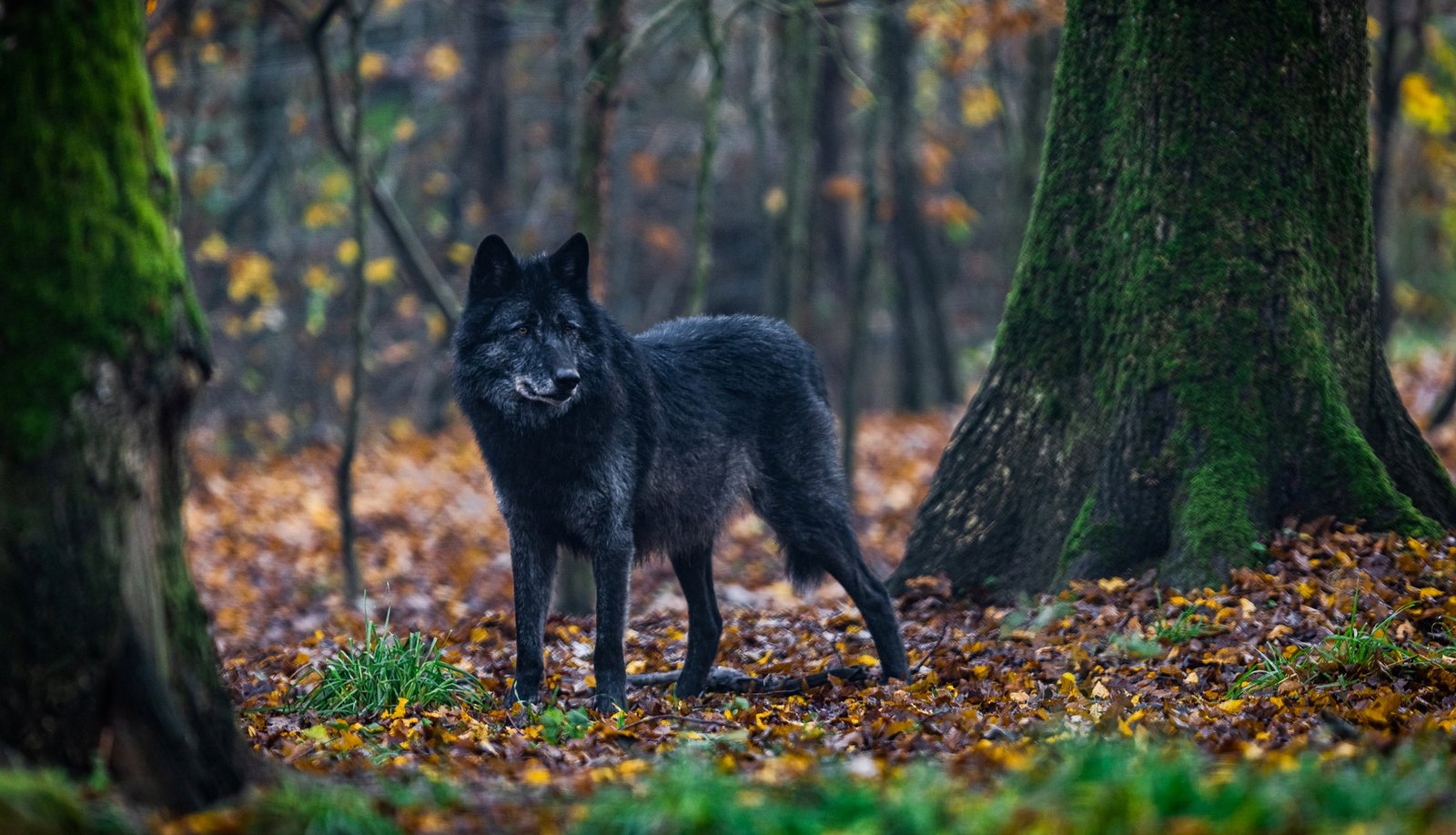 10 Facts About the Mysterious American Black Wolf - Doggodigest