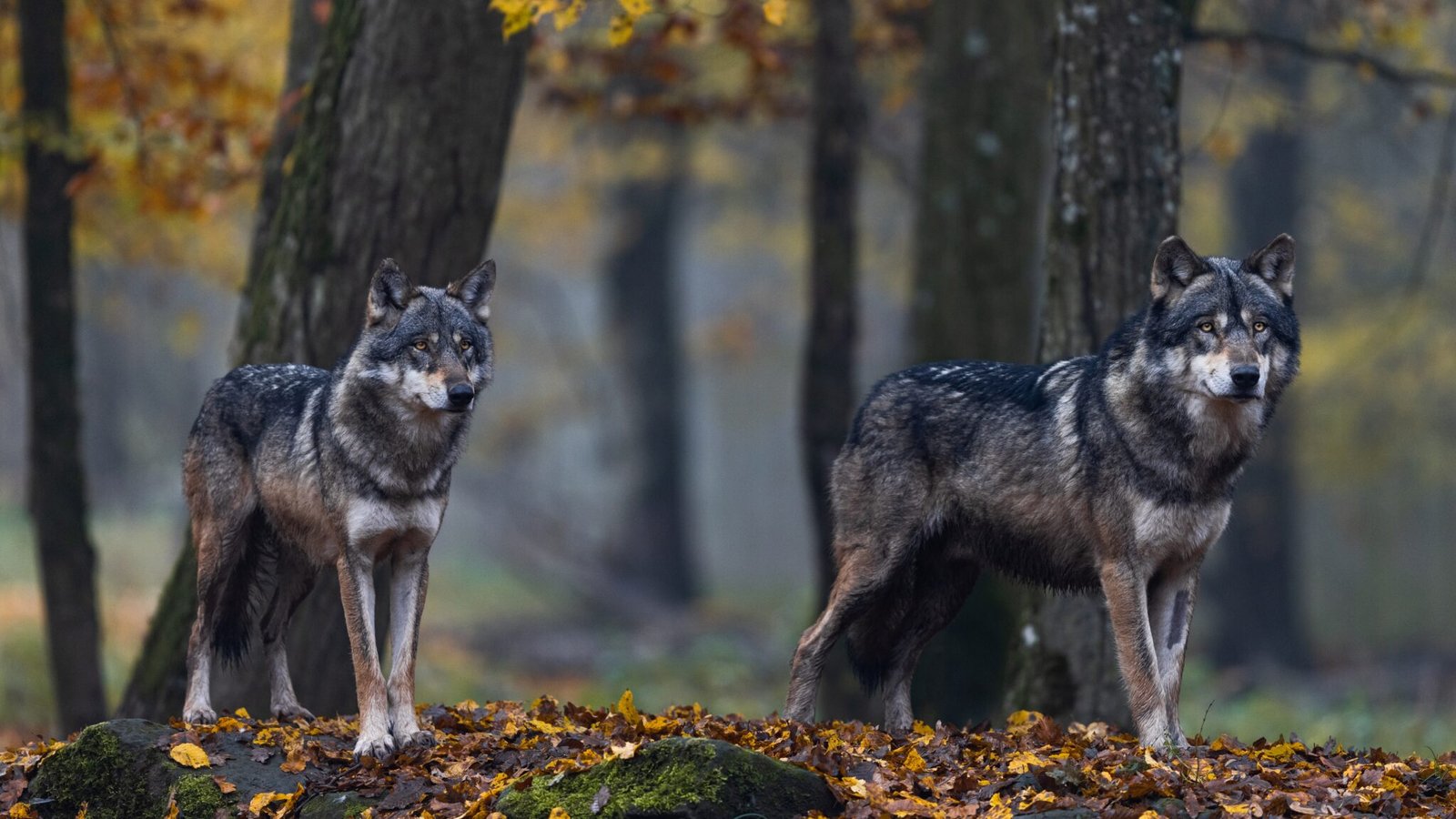 10 Facts about the North American Gray Wolf, the Largest in the World ...