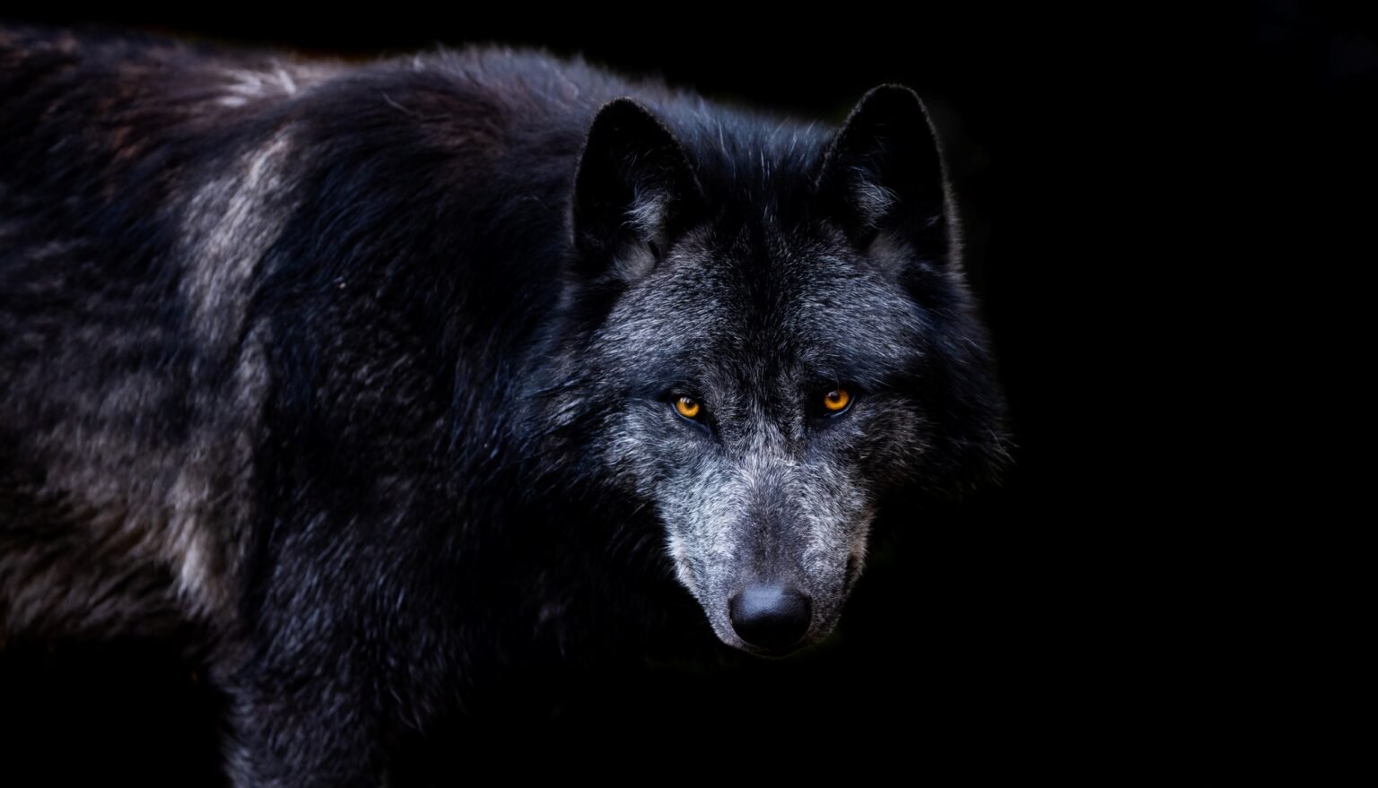 10 Facts About the Mysterious American Black Wolf - Doggodigest