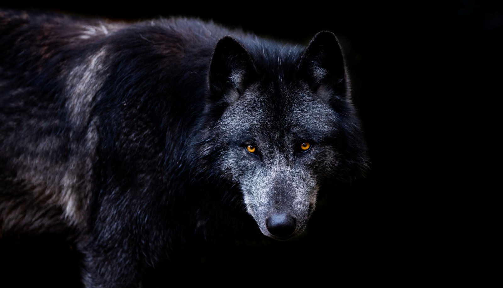 10 Facts About the Mysterious American Black Wolf - Doggodigest