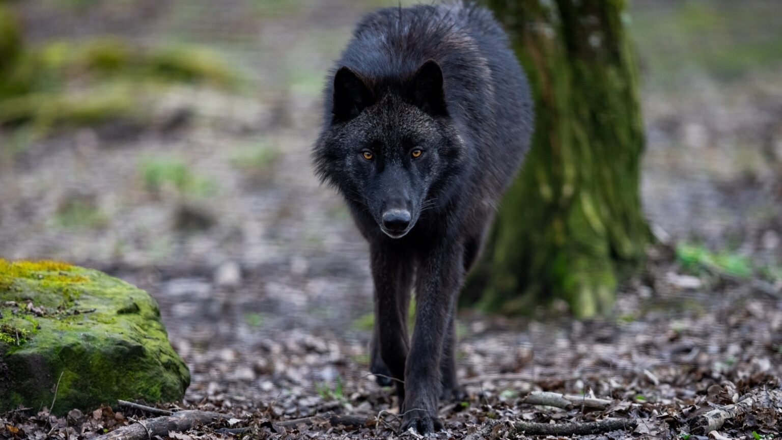 10 Facts About the Mysterious American Black Wolf - Doggodigest