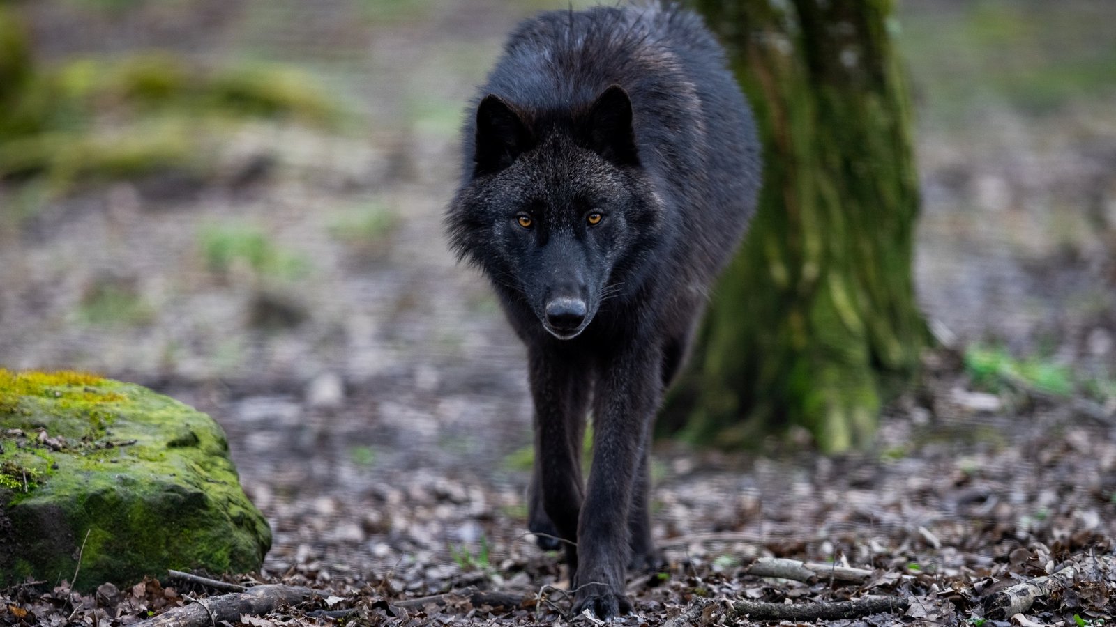 10 Facts About the Mysterious American Black Wolf - Doggodigest