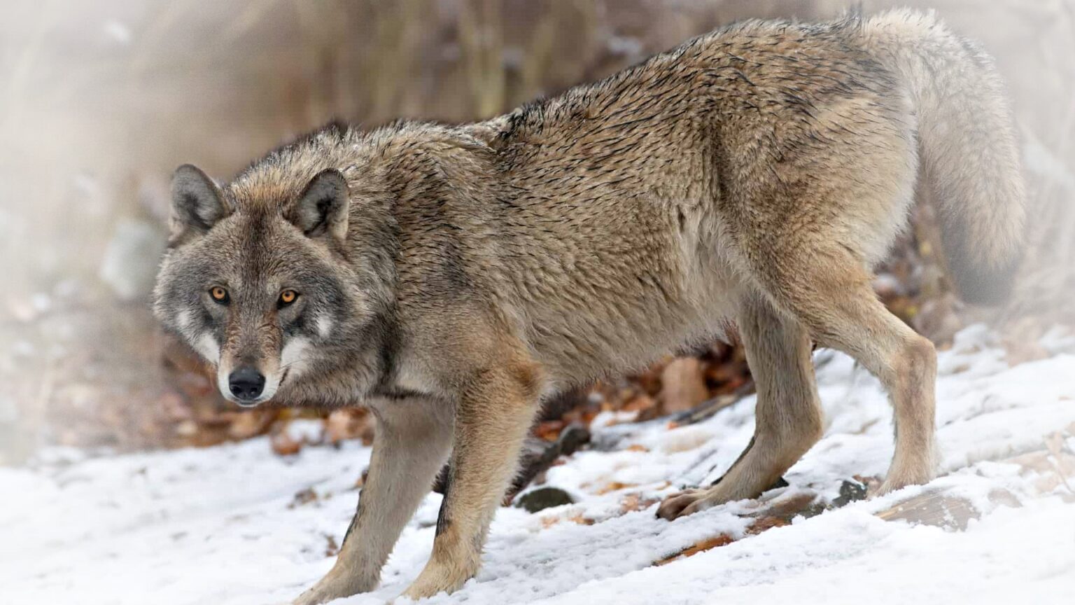 10 Facts About the Mackenzie Valley Wolf, the Largest in North America ...