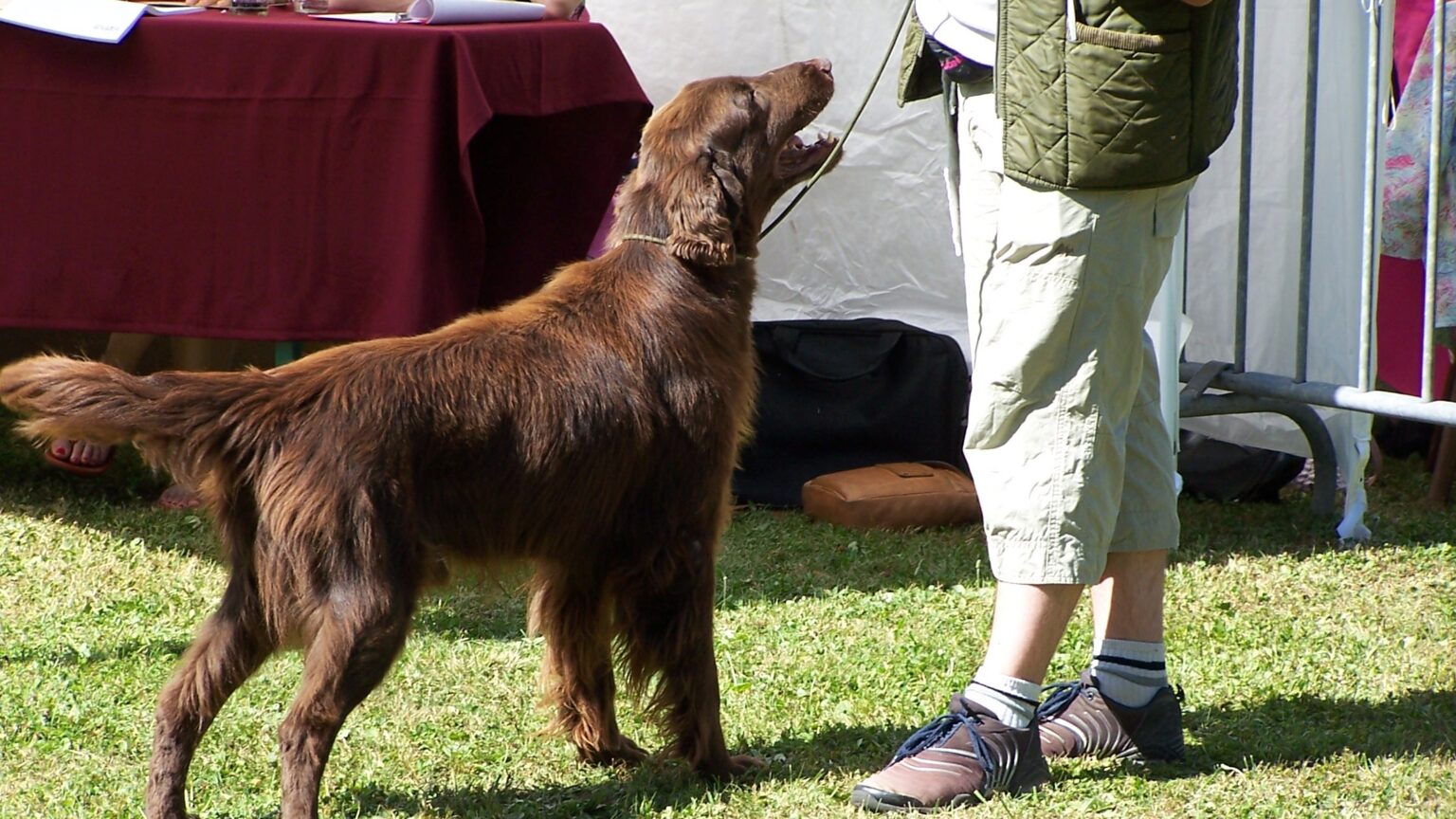Everything You Need to Know about the Flat Coated Retriever - Doggodigest